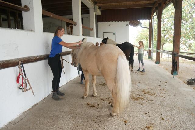 Islandpferde in Marz: Hoffest am Islandpferdehof der Familie Wittmann ...