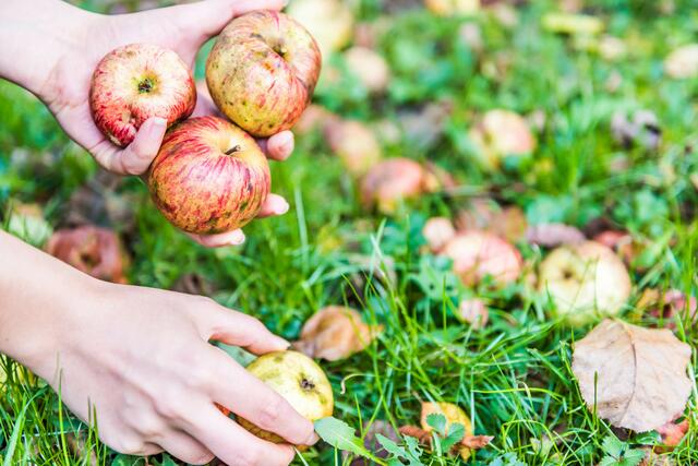 Natur im Garten: Gartentipp: Apfelbäume winterfit machen - Krems