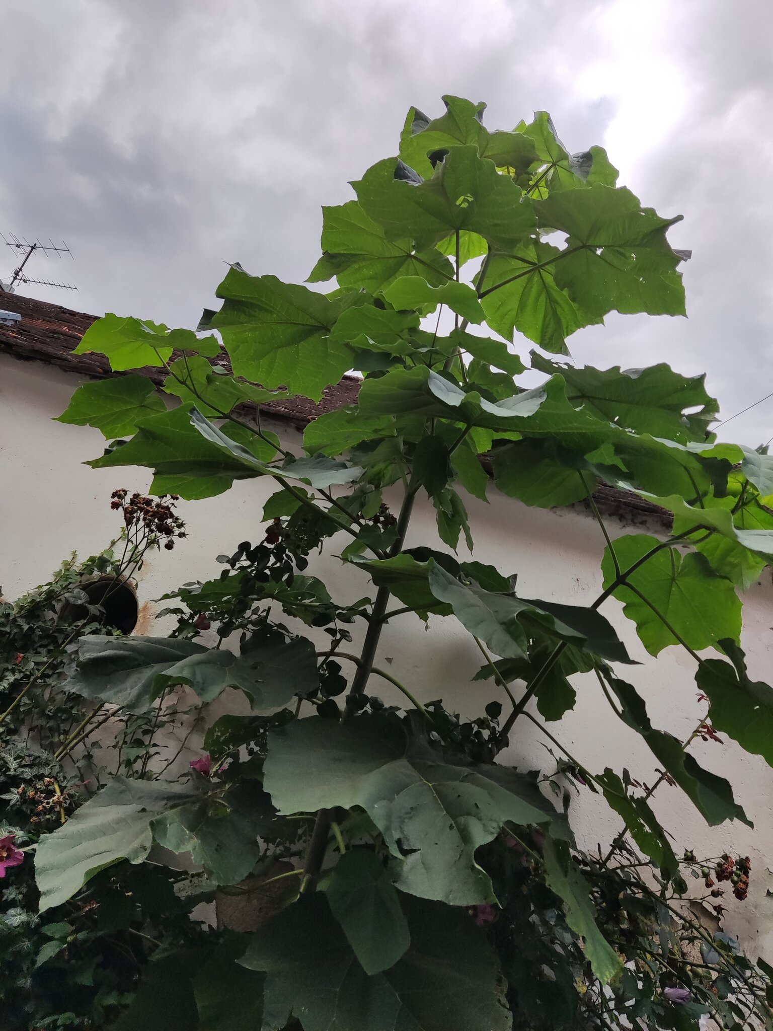 Riesenpflanze: Pflanze will "HOCH HINAUS" - Oberwart