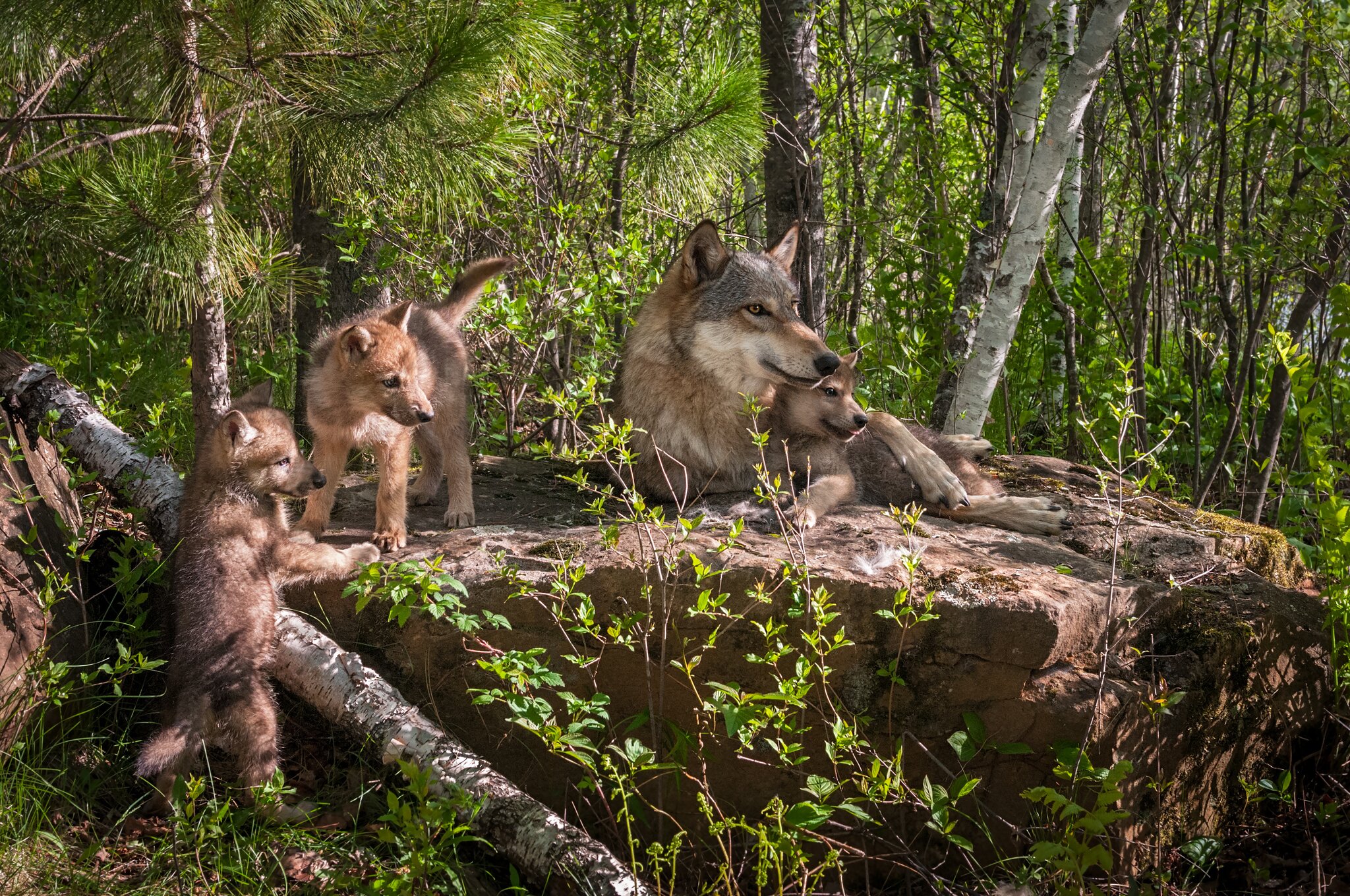 Fünf kleine Welpen: Das erste Wolfsrudel Kärntens wurde gesichtet - Kärnten