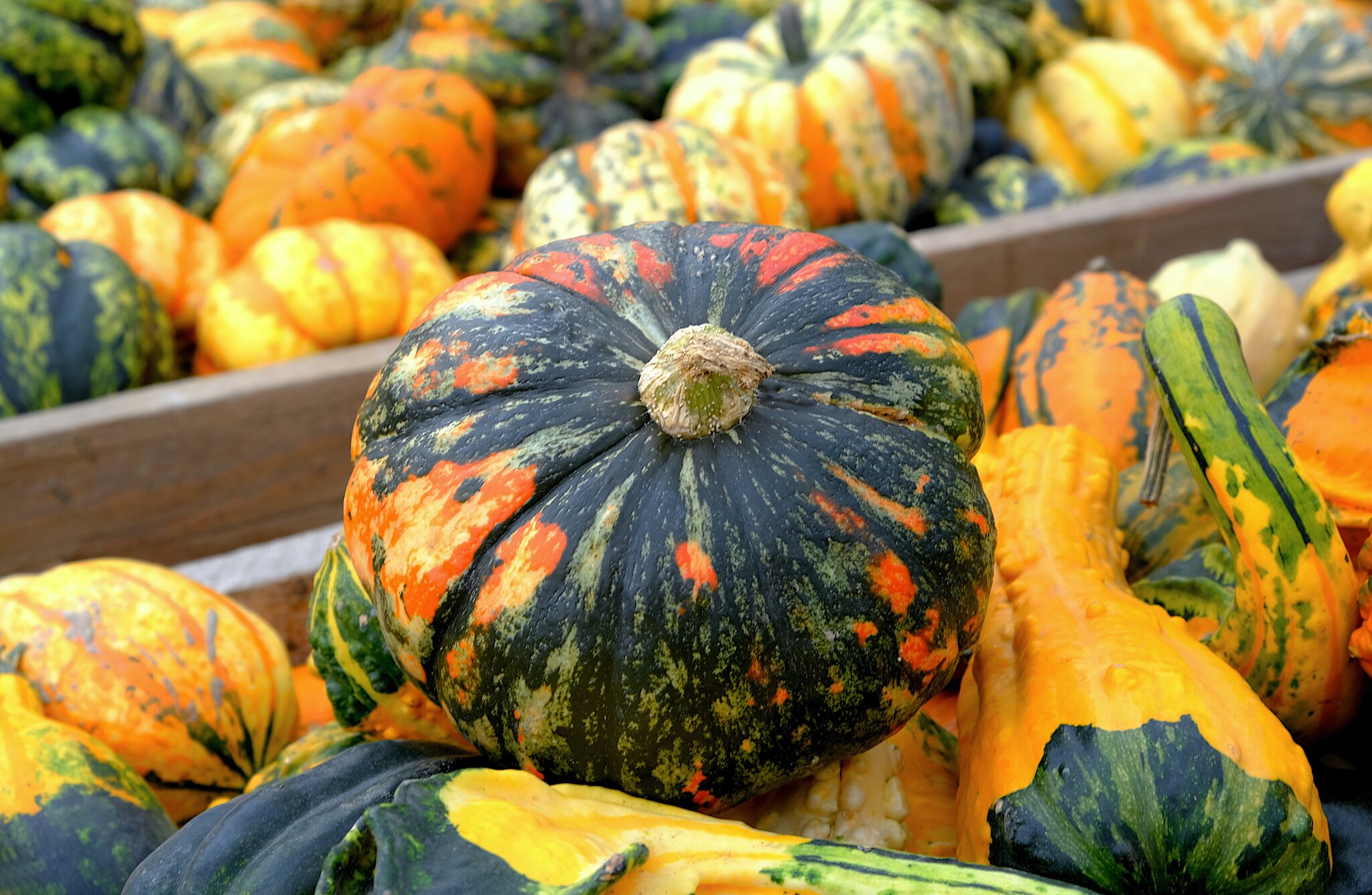 Vielfalt und Farbenpracht der Kürbisse: Kürbisland/Goldgeben - Korneuburg