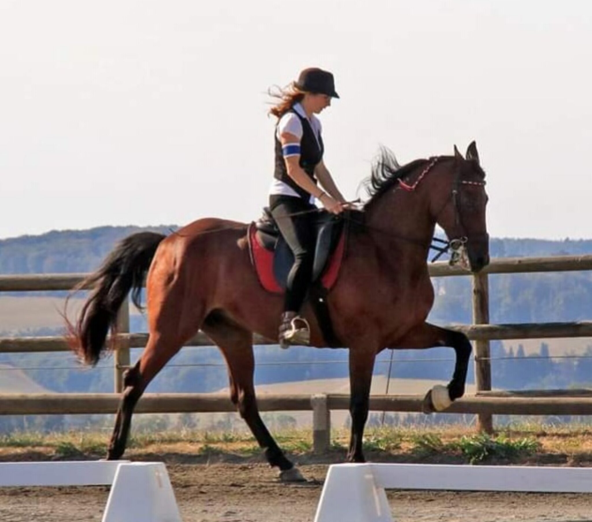 Internationaler Start: Hansinger Gangpferde zeigten in Deutschland auf ...