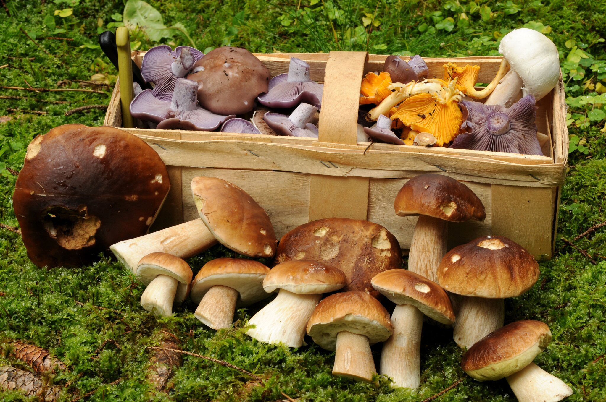 Pilz- und Schwammerlsaison in Linz-Land: „Bei Unklarheiten Beratung ...