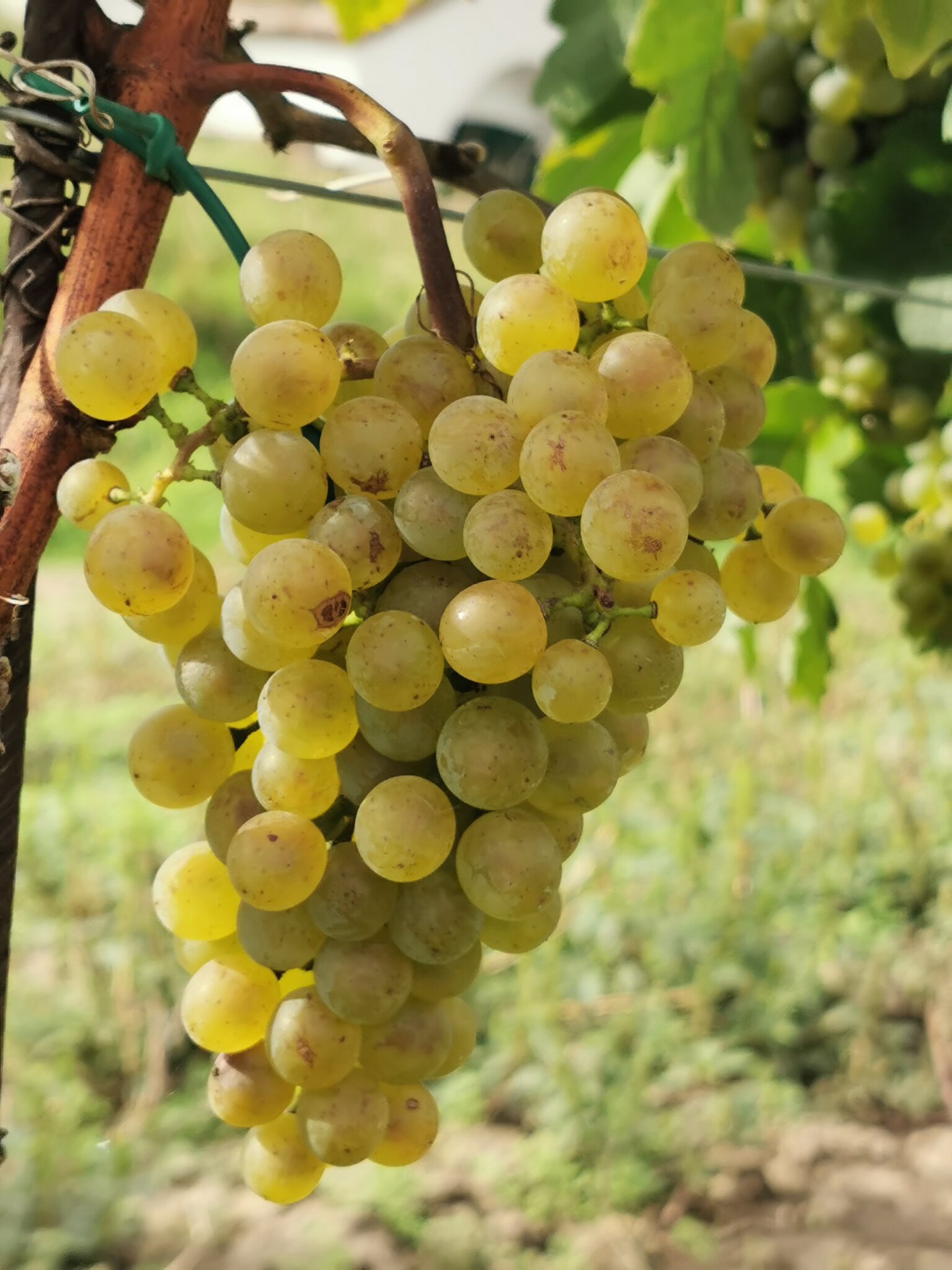 TRAUBENERNTE IM RETZER LAND: Wein braucht Altweibersommer - Hollabrunn