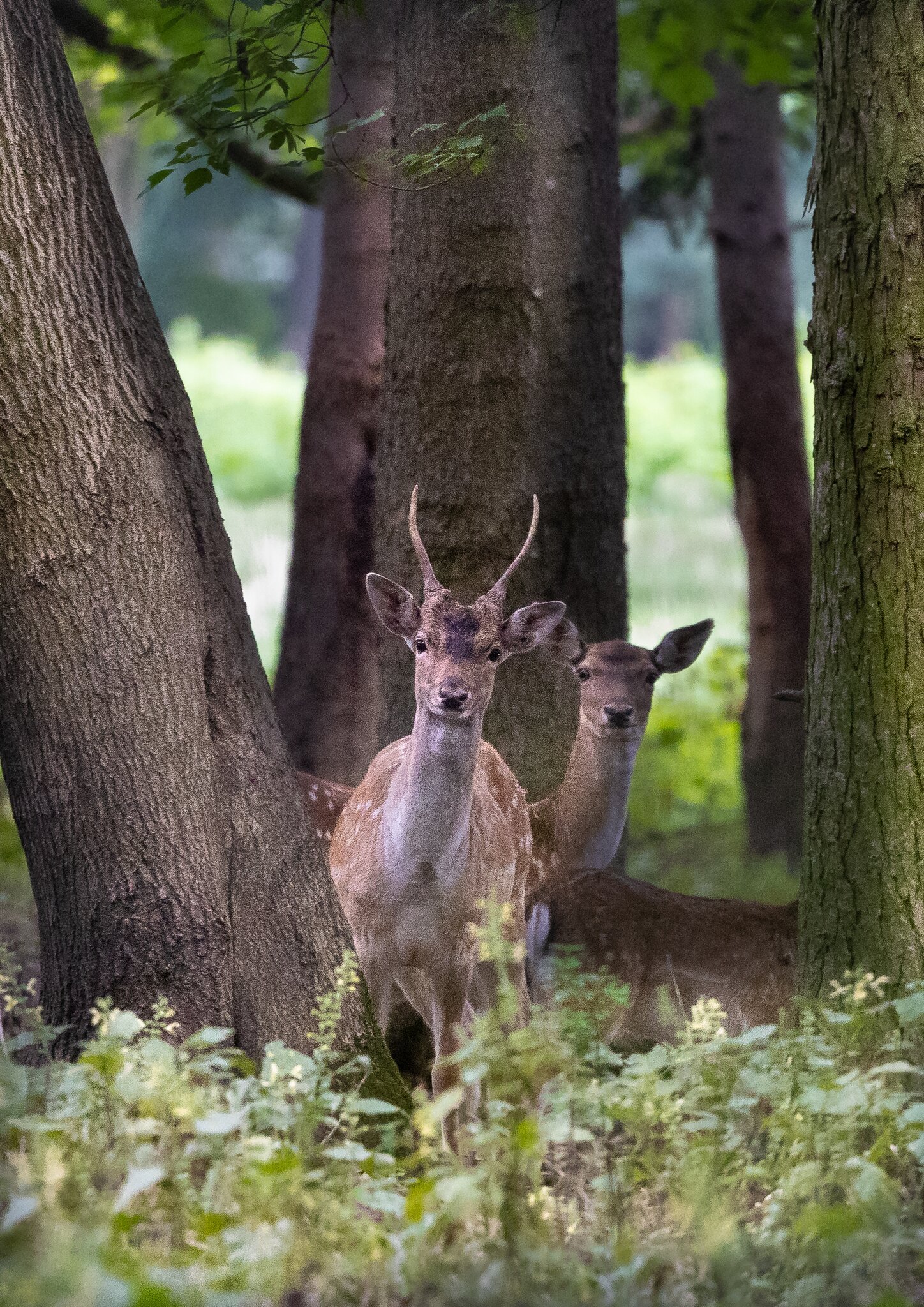 Lustiges Erlebnis im Wald: Lustig war es heute im Wald. (Siehe Text ...