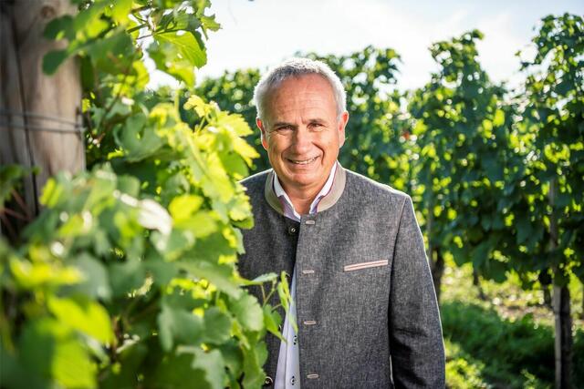 Winzer starten mit der Traubenlese - Krems