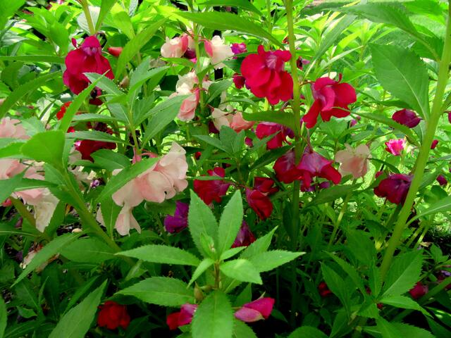 Das Leben meiner Balsamine in unseren Pardies: Balsamine von den Samen ...