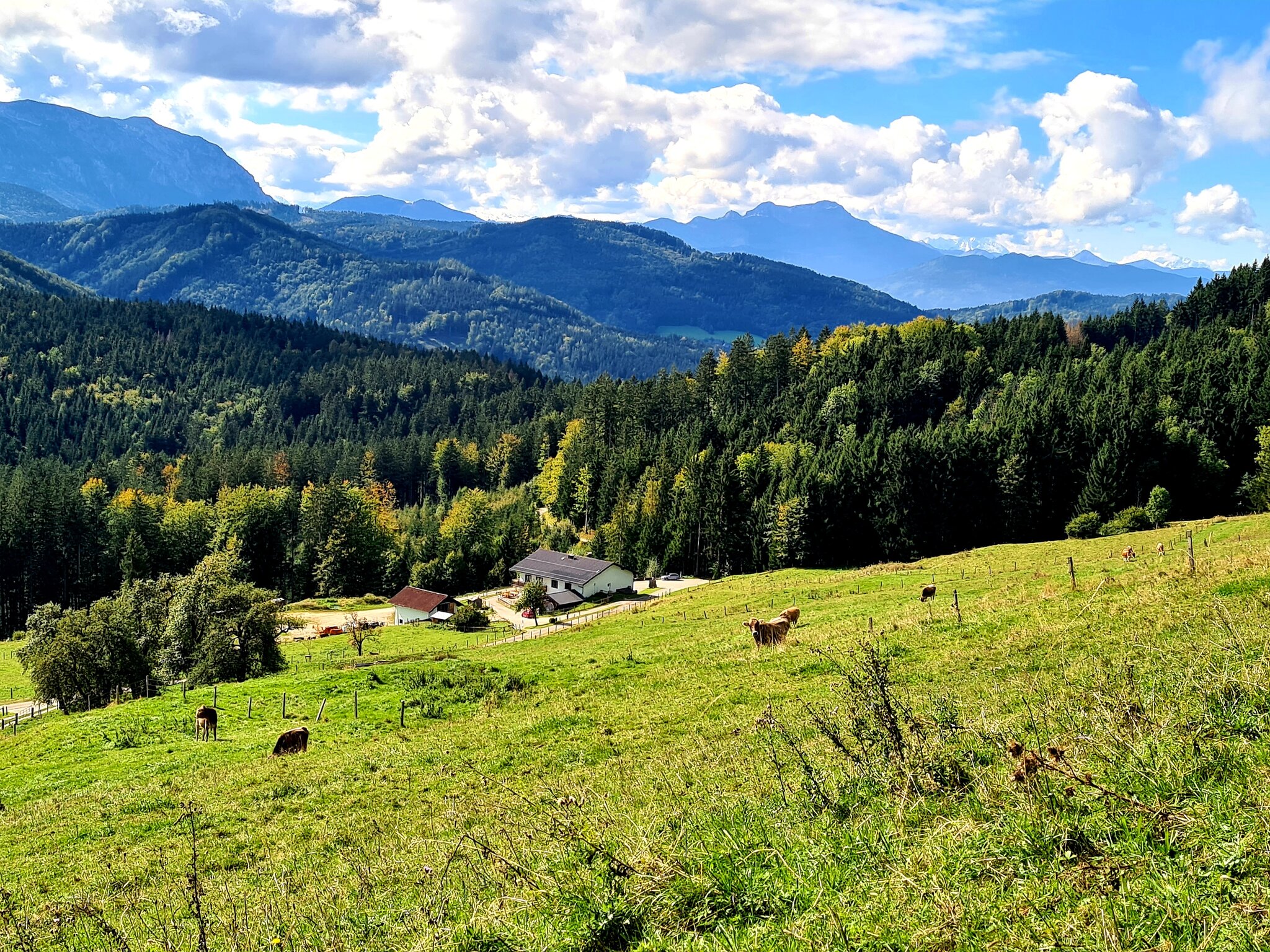Durch's wunderschöne Österreich 2022/08: Auf der Kreuzing Alm ...