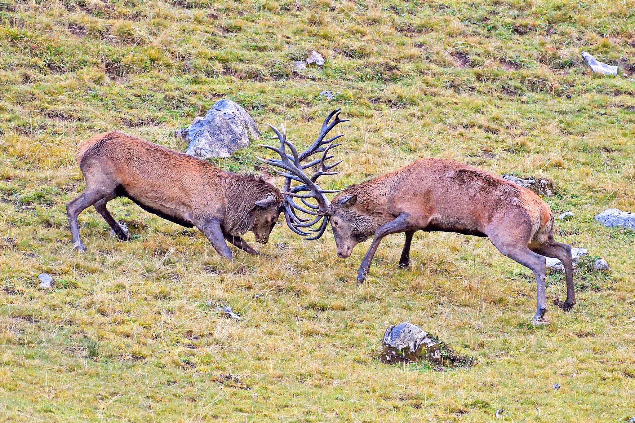 Nationalpark Kalkalpen: Röhrende Hirsche, listige Luchse - Kirchdorf