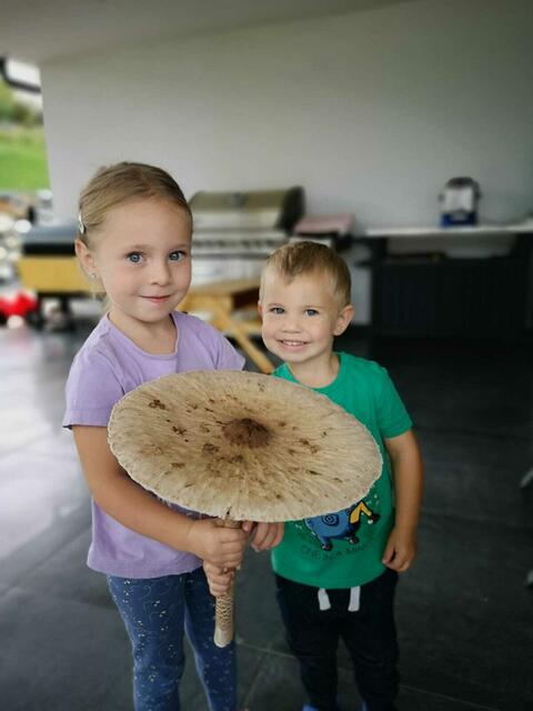Foto der Woche: Riesen-Parasol aus Oberdorfer Wald - Oberwart