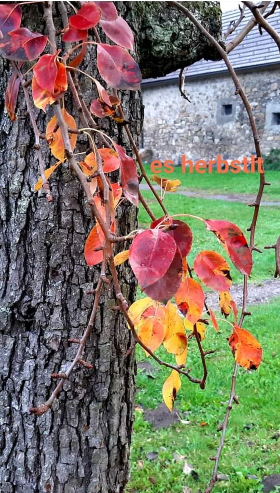 HERBST, bunte Blätter: Es herbstl't - Melk