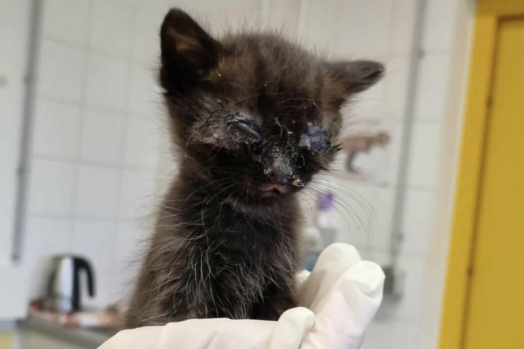 Animal Hoarding: 35 Katzen bei Zwangsräumung entdeckt - Mistelbach