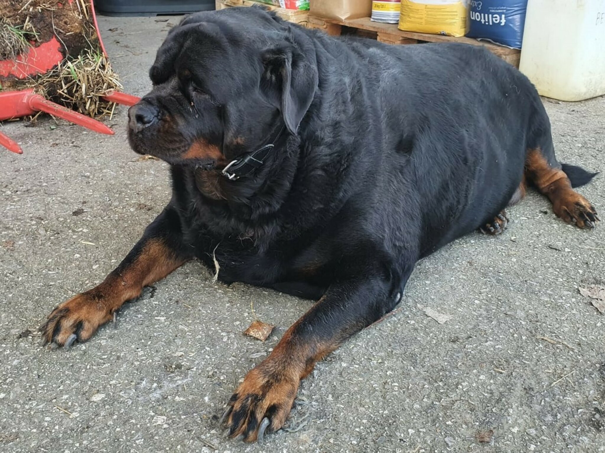 Tierparadies Schabenreith: Extrem übergewichtiger Rottweiler im ...