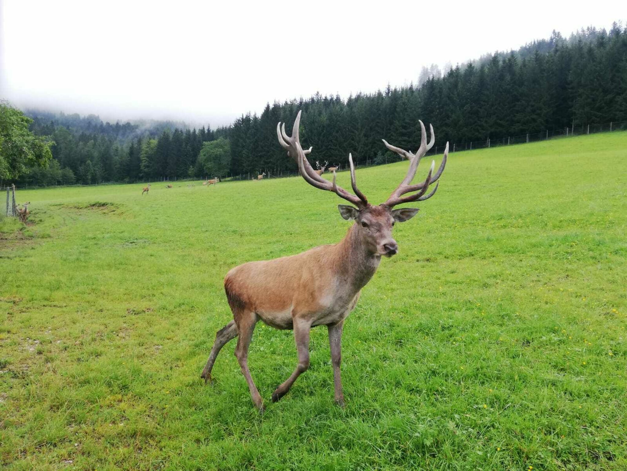 Wild auf Wild: Heimisches Wildbret aus Jägerhand - Salzkammergut