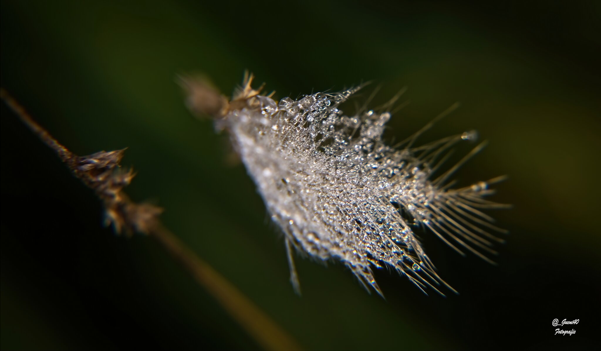 durch unsere schöne Natur.........: Die Feder mit natürlichen ...