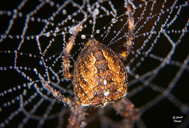 durch unsere schöne Natur.........: Diese Kreuzspinne hat sich noch in ...