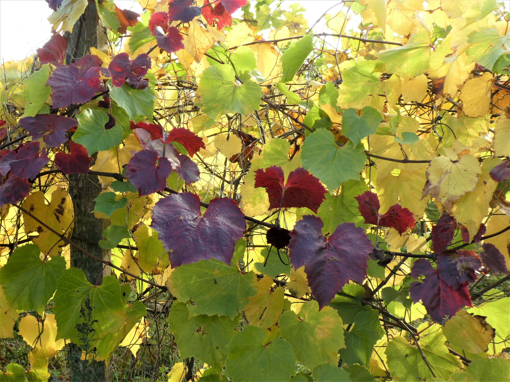 Wie ein roter Faden....... - Eisenstadt