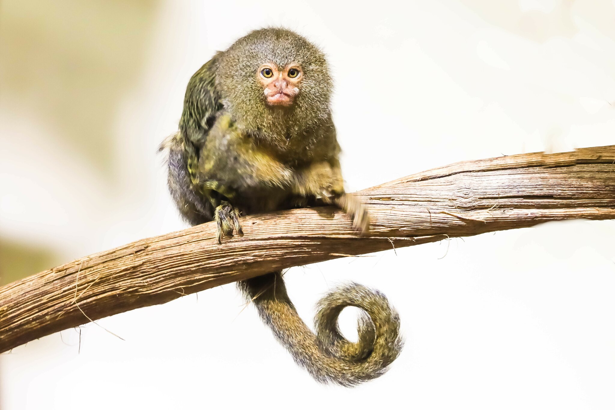 Flughunde, Seidenäffchen, Kittas: Drei neue Tierarten in der Tierwelt ...