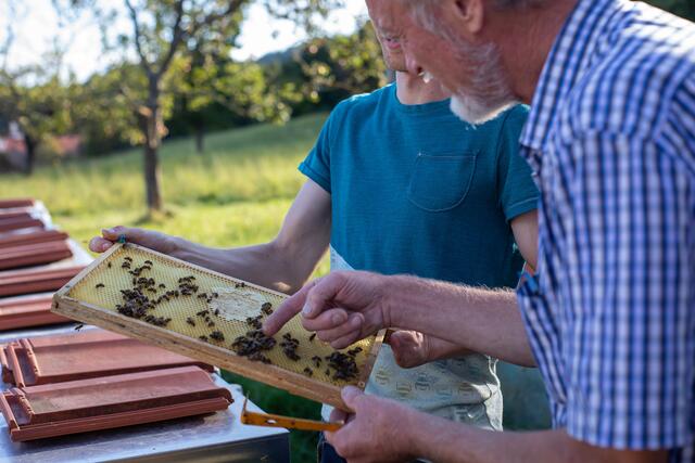 Jack's Bees: Bio Imkerei Gruber kümmert sich um Bienen von Jack Daniel ...