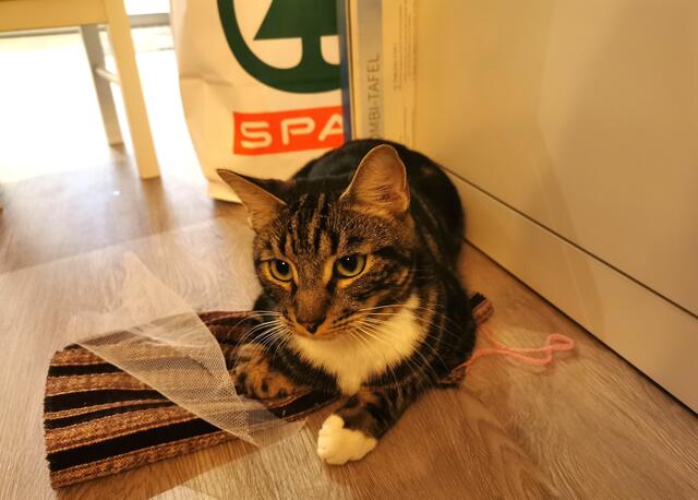 140 Kilometer Ausflug: Verschwundener steirischer Kater in Wien ...