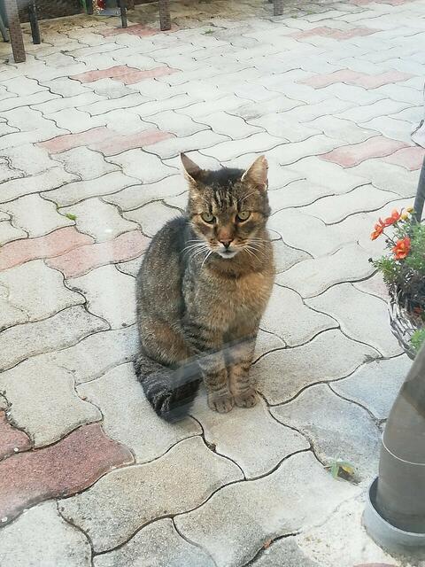 Wem gehört die Katze? - Horn