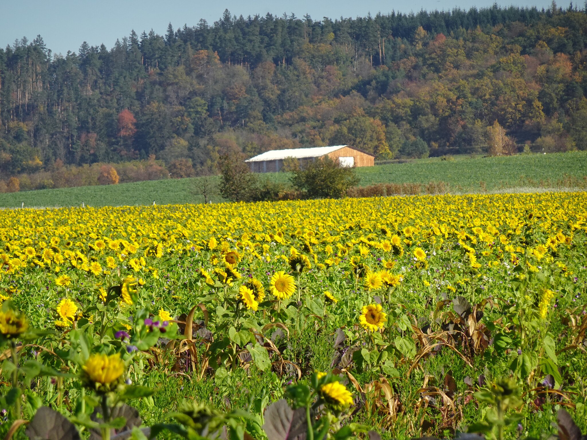 Blühende Felder auf Grund der Gründüngung! - Horn