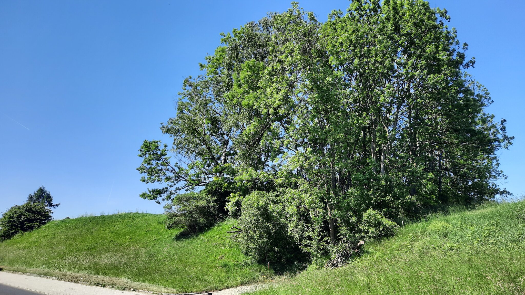 Naturjuwel am Donaulimes: Kuhschellenrasen in Thalham - einzigartig in ...