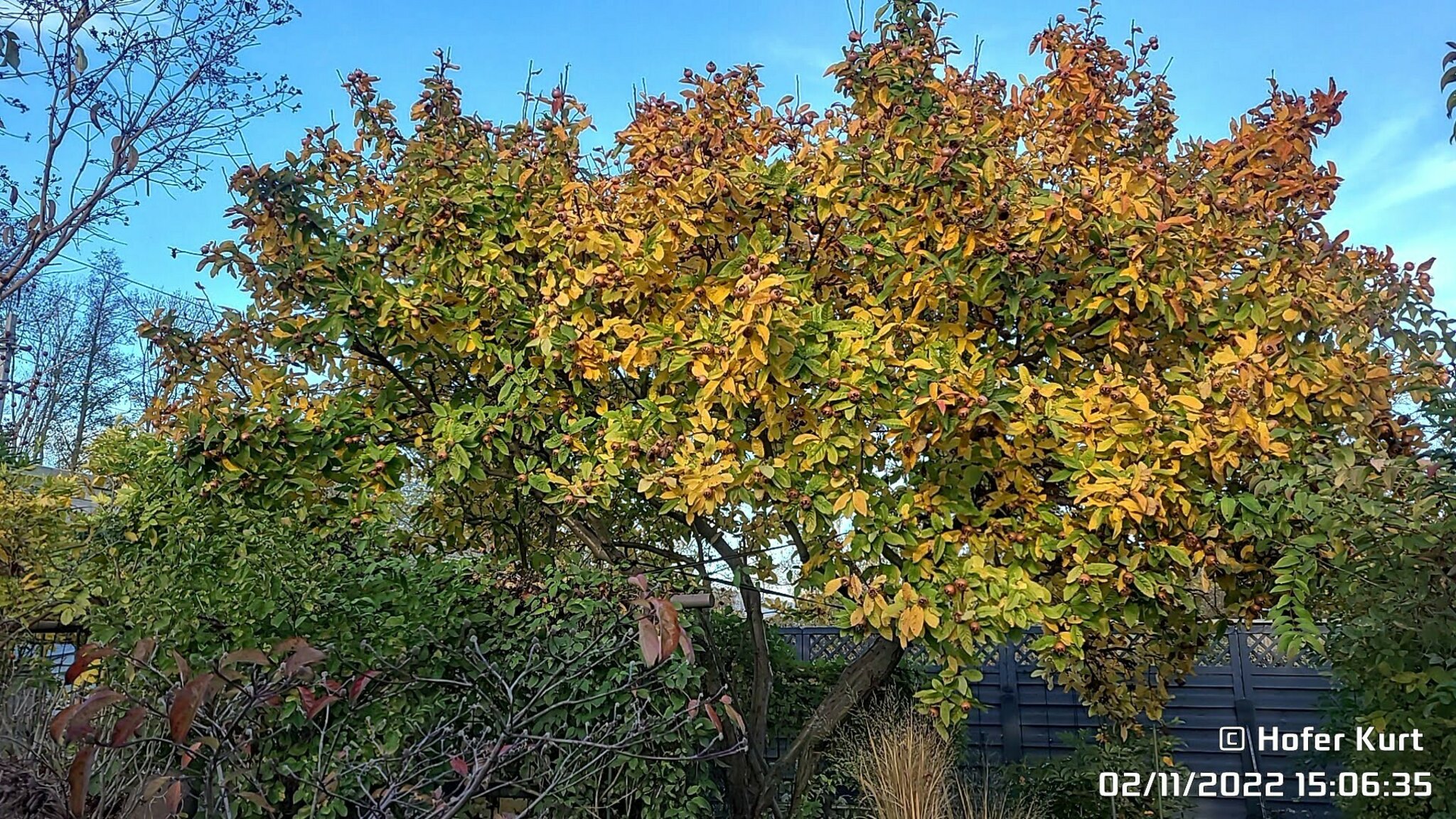 MISPEL: Der Mispelbaum ist wieder im Trend! - Gänserndorf