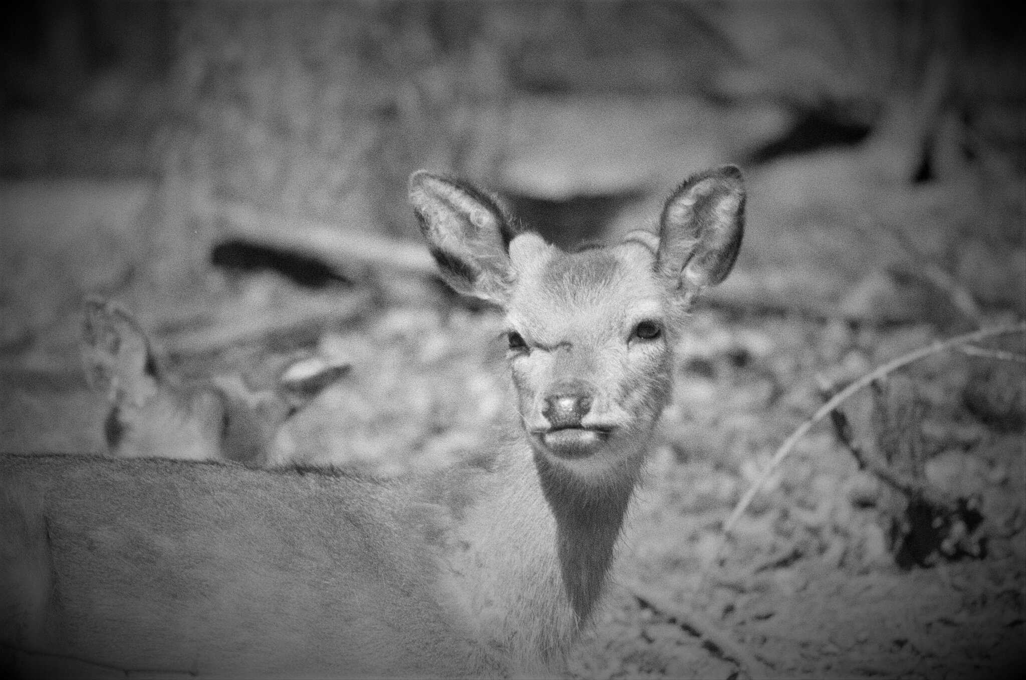 Wildökologie: Das Wild, der Wolf, und die Wildfütterung - Pinzgau