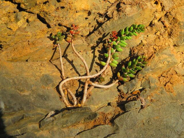 Wunder der Natur: Pflanzen im Fels - Villach