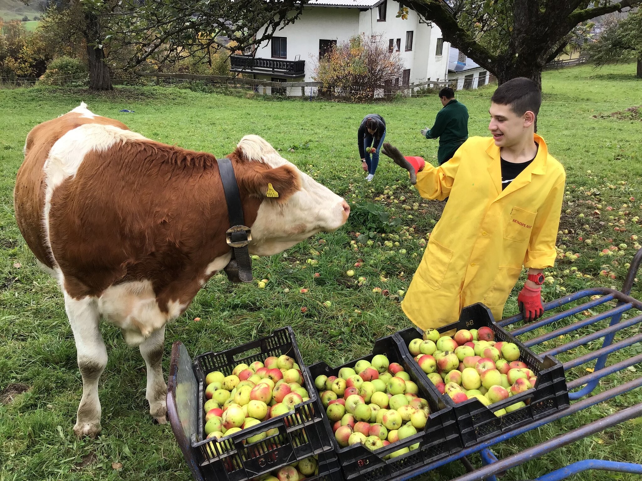 Herbstfreuden: Apfelernte im Dorf St. Anton - Pinzgau
