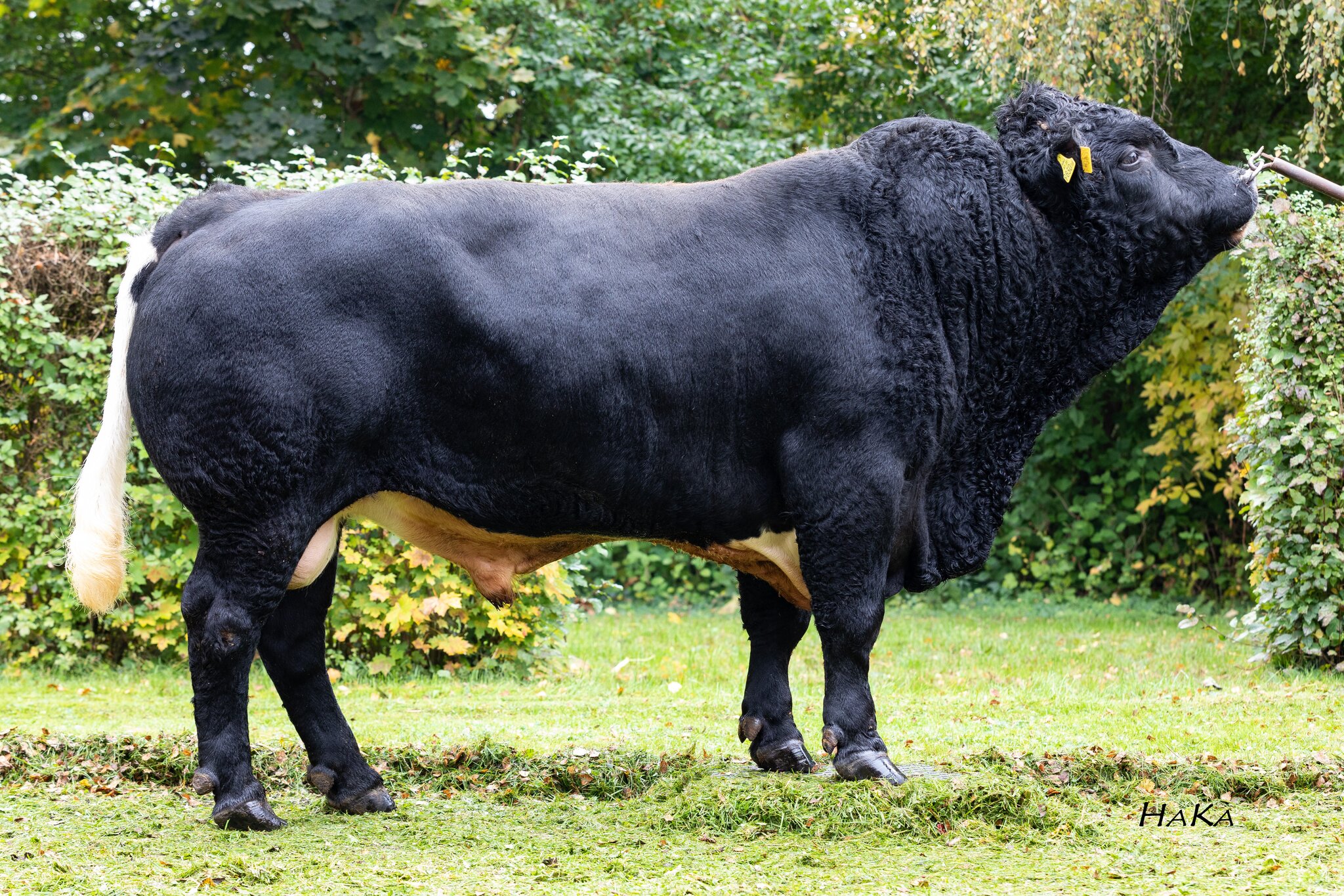 Tux-Zillertaler: Großer Erfolg für Züchter aus Windhaag bei Freistadt ...