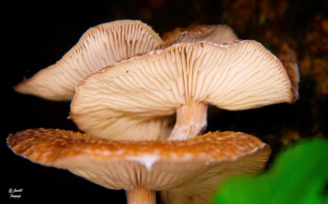 durch unsere schöne Natur.........: Die kleinen Pilze sind auch im ...