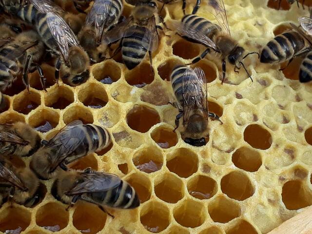 Goldene Honigwabe: Imkerei Babonics aus Zagersdorf gewinnt Doppelgold ...