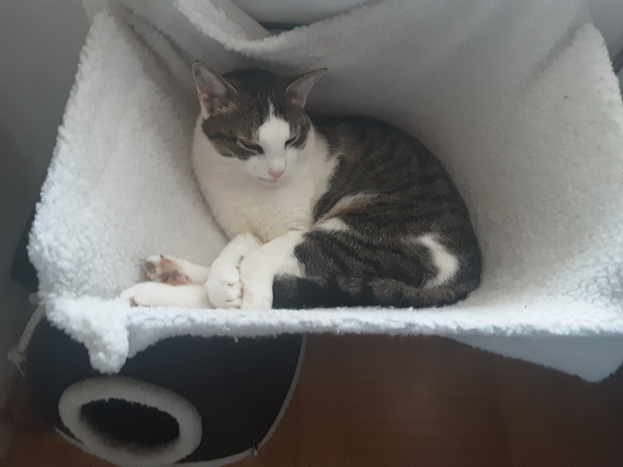 Kater abgängig: Mogli wird in Oberschlierbach vermisst - Kirchdorf