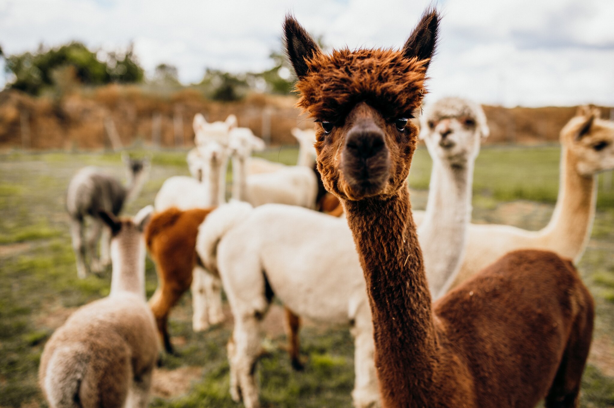 Götzendorf: Heißer Punsch bei flauschigen Alpakas - Bruck an der Leitha