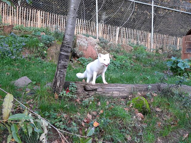 Tierschutzhaus Vösendorf: Polarfuchs Wukk schickte Grüße aus neuem ...