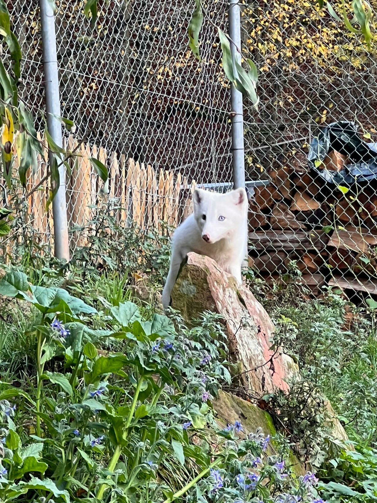 Tierschutzhaus Vösendorf: Polarfuchs Wukk schickte Grüße aus neuem ...