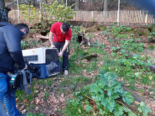 Tierschutzhaus Vösendorf: Polarfuchs Wukk schickte Grüße aus neuem ...