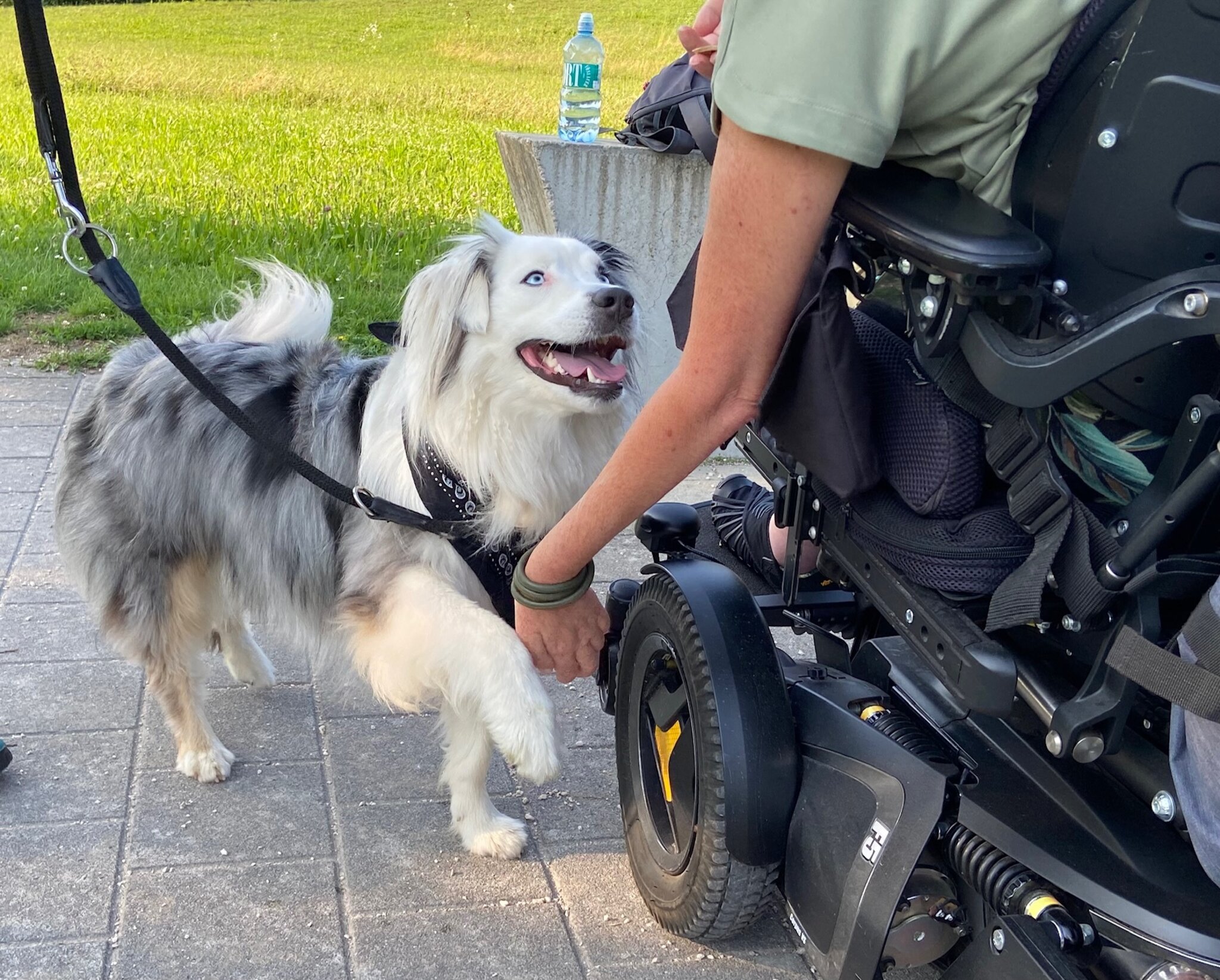 Therapiehundeausbildung in Ansfelden: Hunde helfen Menschen - Linz-Land