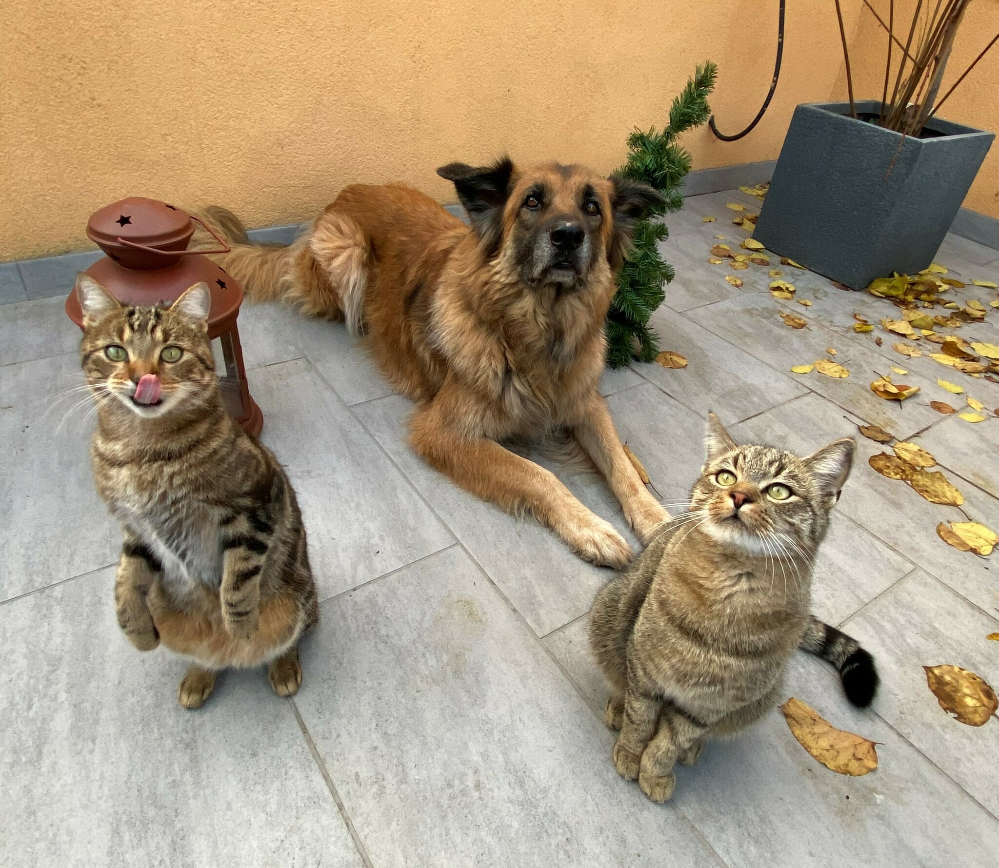 Geschenke, Futter und Dekoration: Feiert das Haustier auch Weihnachten ...