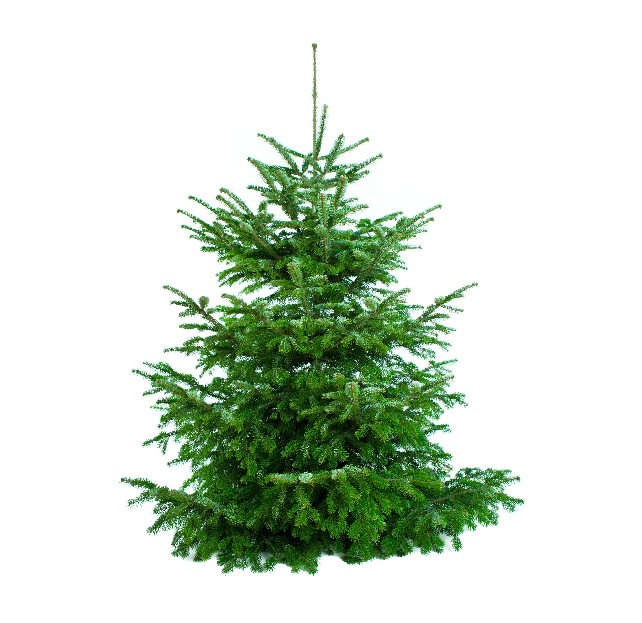 Weihnachten: Tipps zum perfekten Christbaum - Gailtal