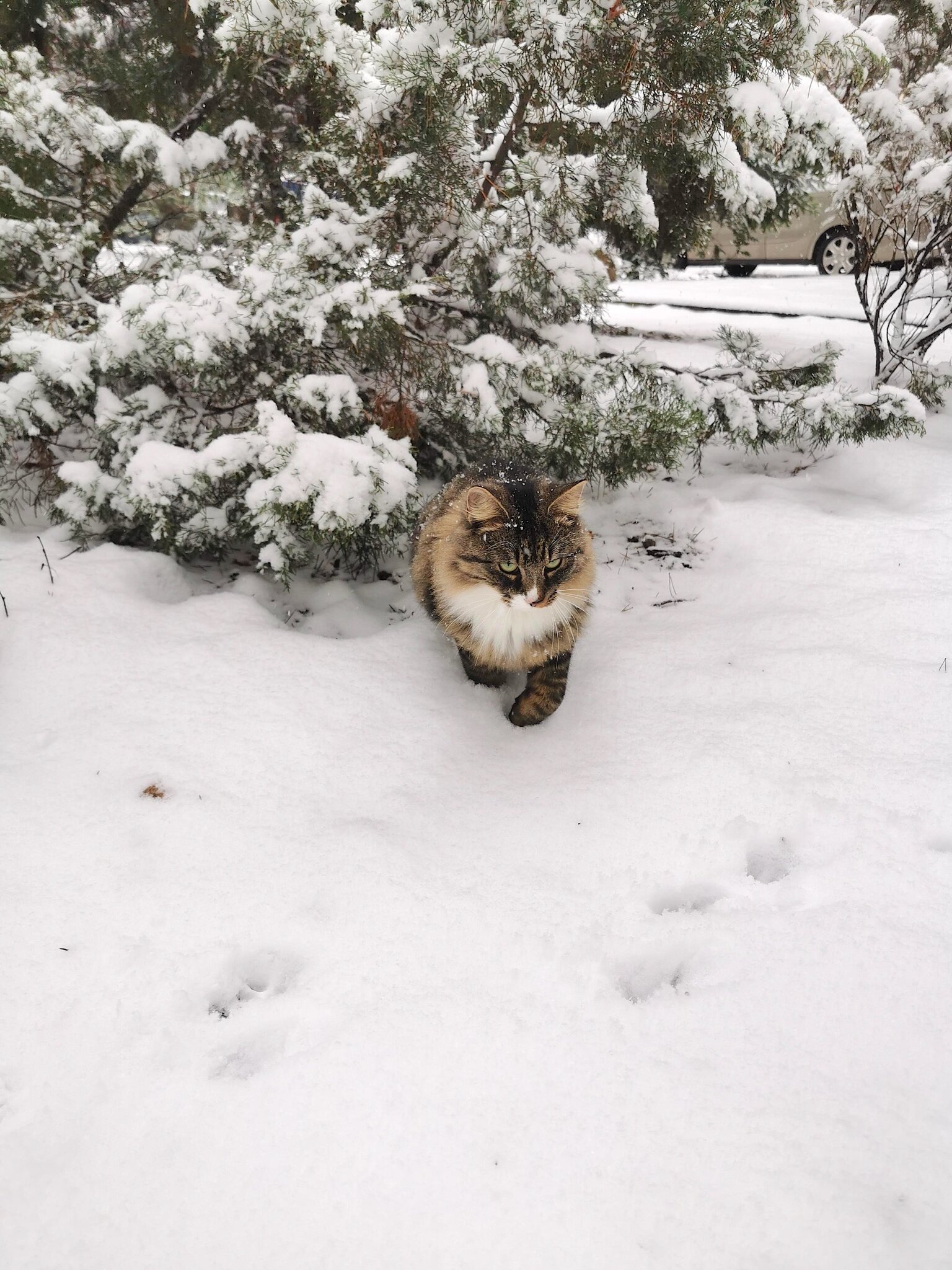 Bilder der Woche: Mit warmen Fell durch den Schnee spazieren - Krems