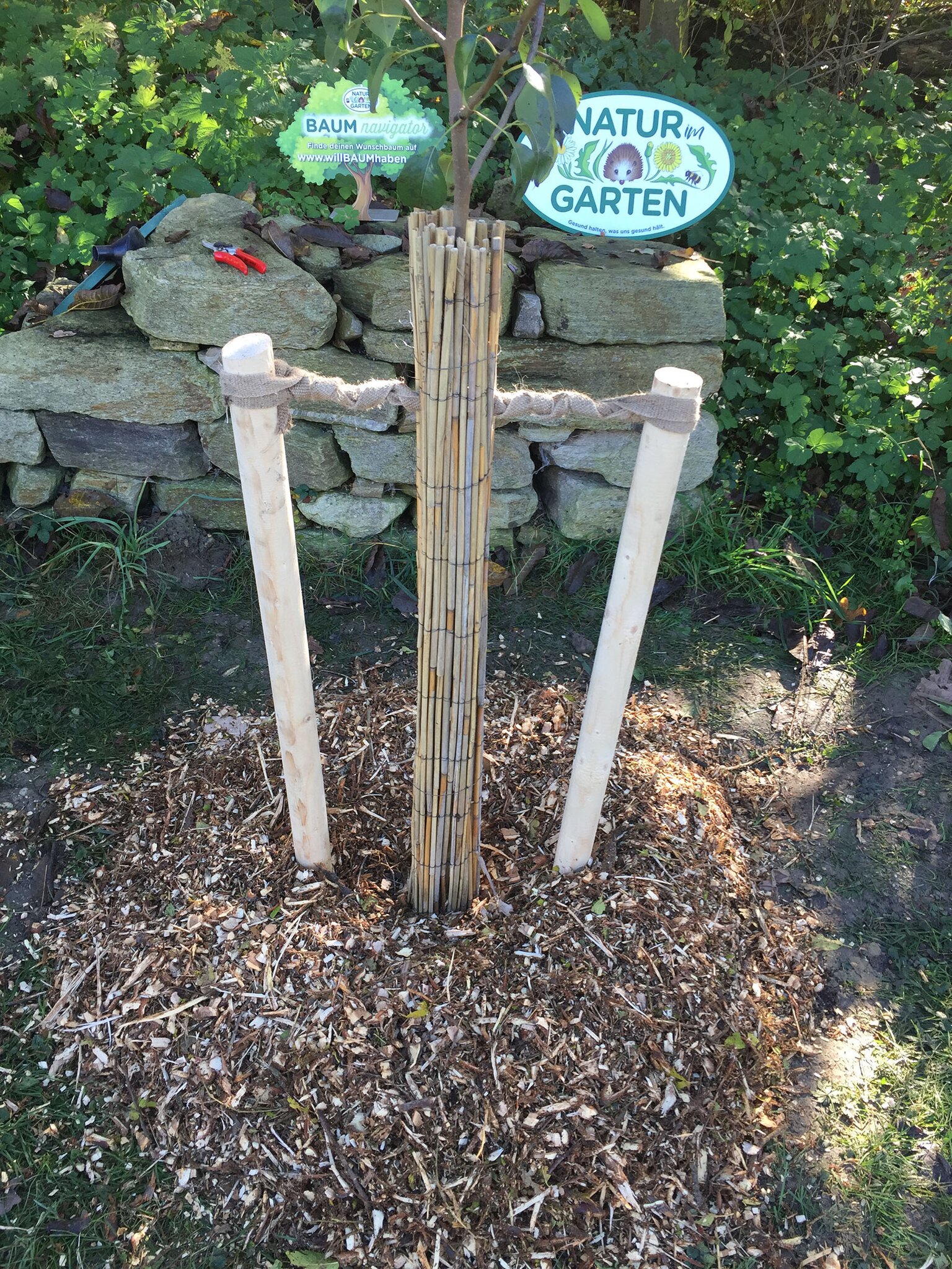 Garten-Tipps: Richtige Anwuchspflege ist für Jungbäume entscheidend - Scheibbs