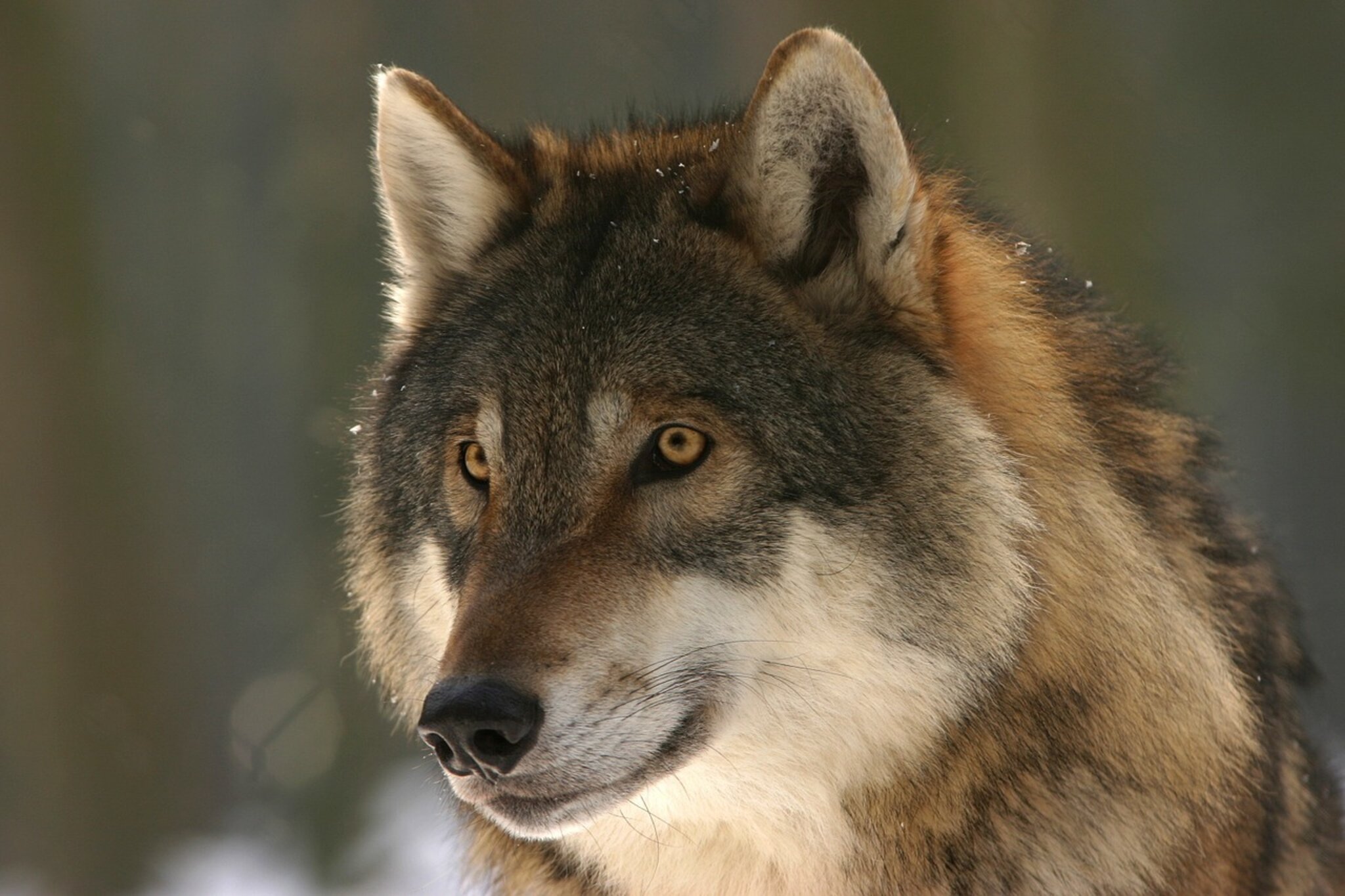 Wolf in Tirol - Leserbrief: Der Wolf in den Alpen... - Kitzbühel