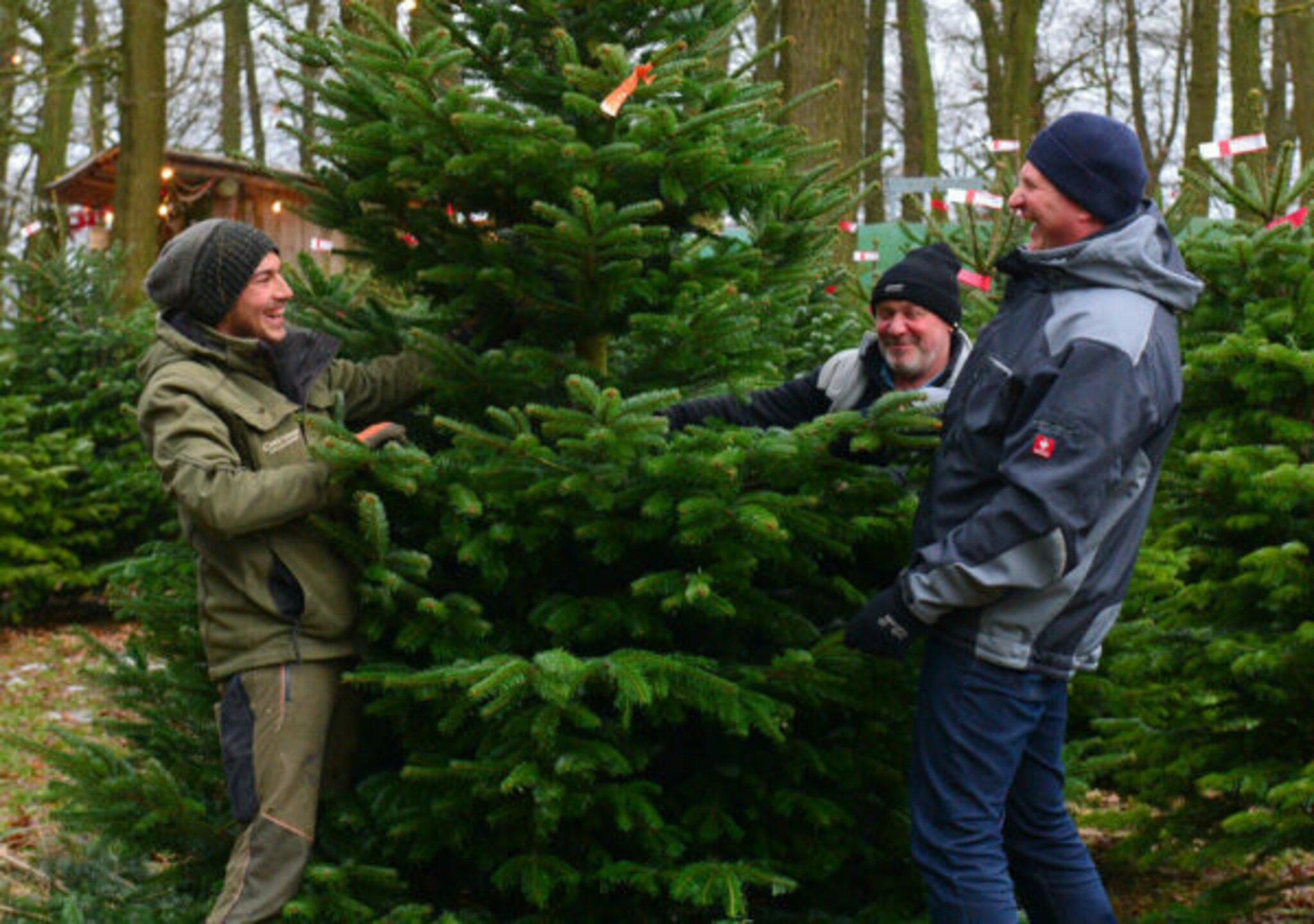 St. Pölten, Christbaum, Weihnachten: Der Weg zum richtigen Christbaum ...