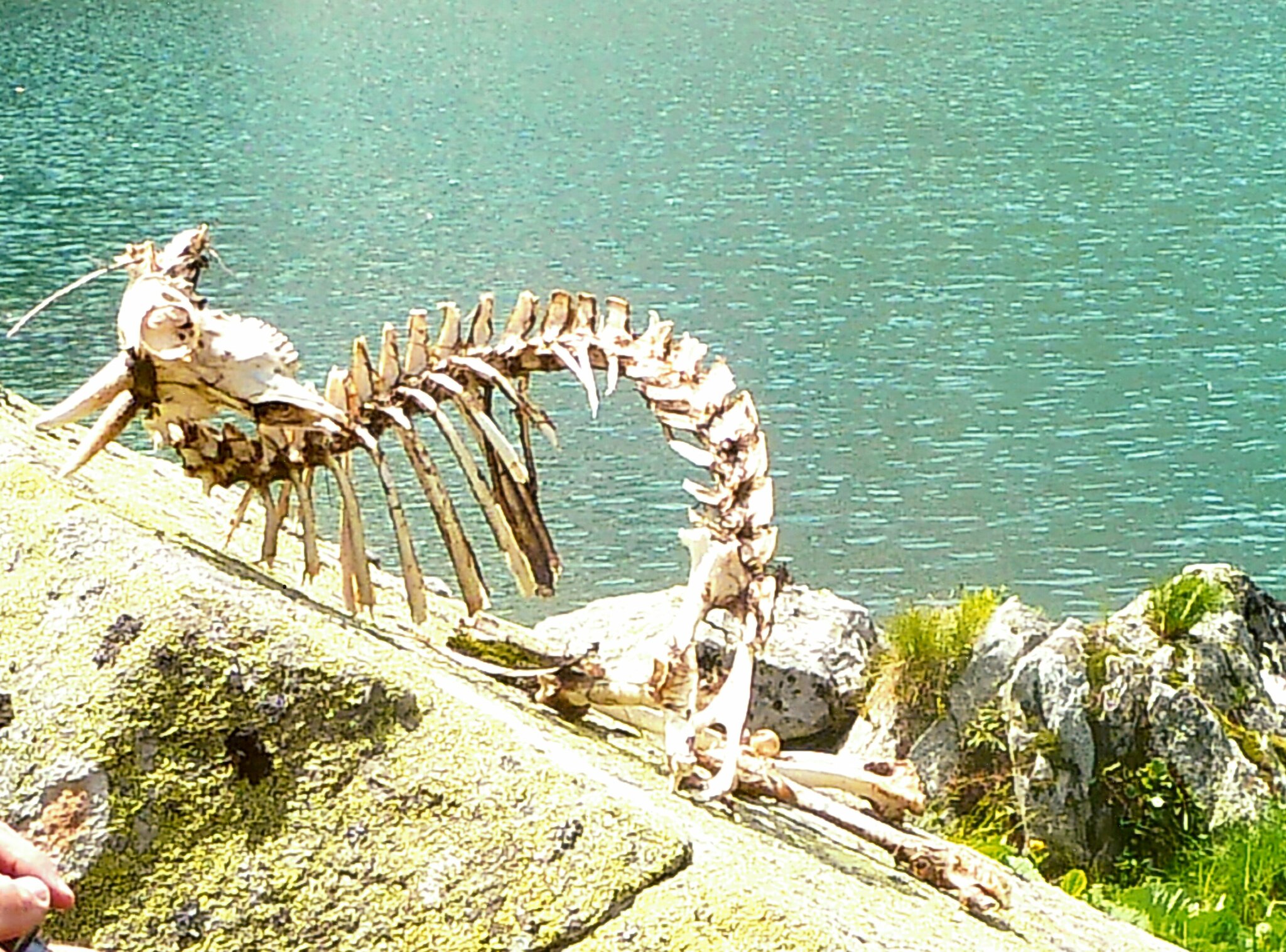 Beim oberen Rotgüldensee: Außergewöhnlicher Knochen-Skelett-Fund in ...