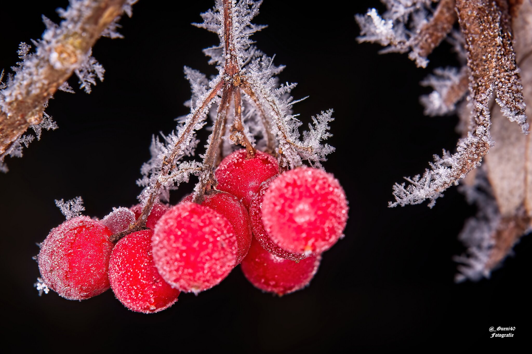 durch unsere schöne Natur.........: Die roten Früchte leuchten noch mit ...