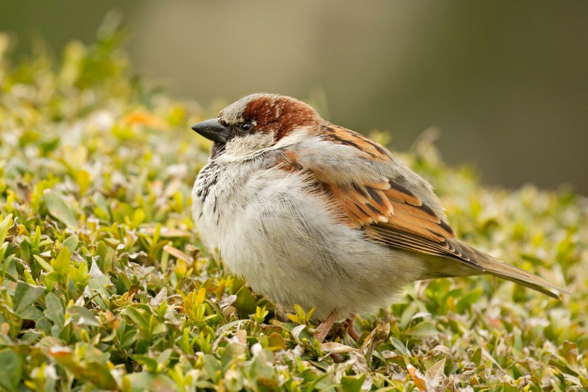 Alle Vöglein sind schon da?: Niederösterreicher zählen 87.060 Vögel ...