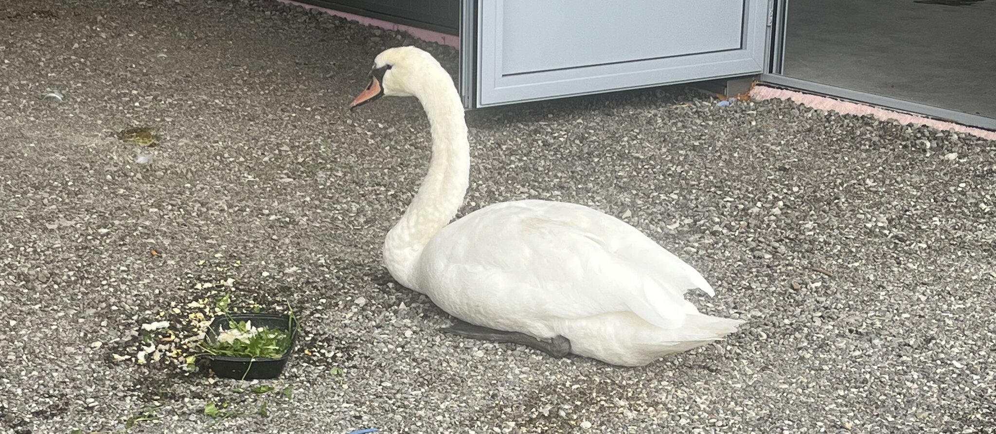 Tierischer Einsatz in Hörsching: Verletzter Schwan gerettet - Linz-Land
